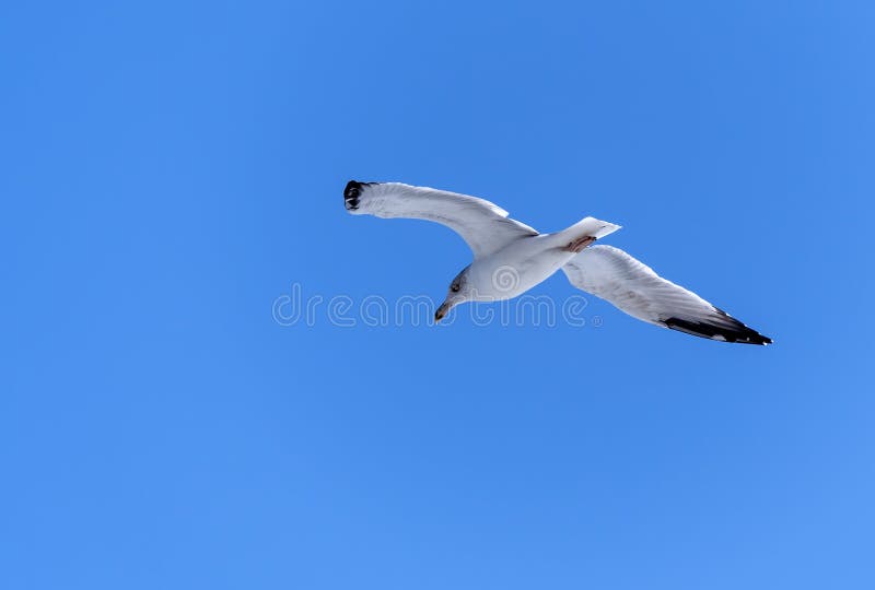 Seagull Flying with Blue Sky Background. Sky and Bird Bottom Up View ...