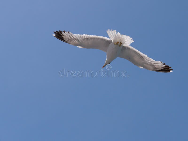 Seagull is Flying in Blue Sky with Large Wings. Stock Image - Image of ...