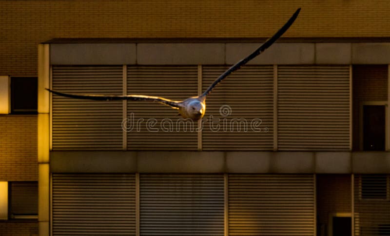 Towards Oregon House Stock Photos - Free & Royalty-Free Stock Photos ...