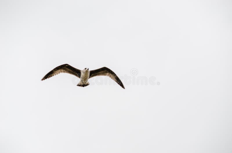 646 Seagull Front View White Background Stock Photos - Free & Royalty ...