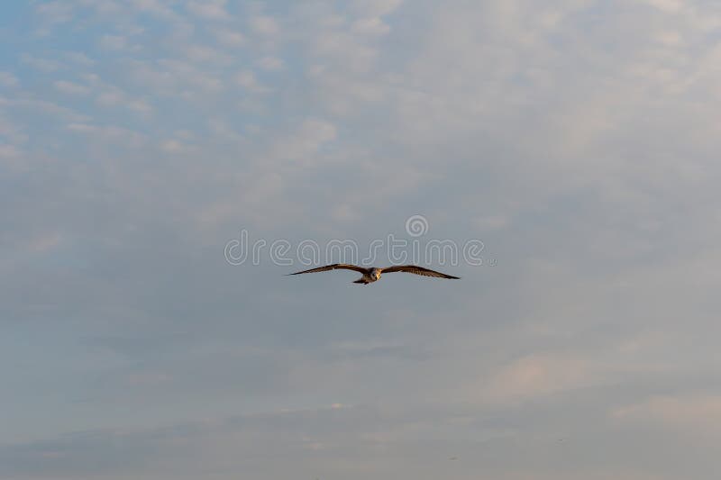 Seagull Flying Front View with Wings Spread Against Cloudy Sky Stock ...