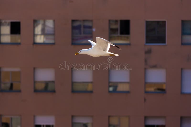 Seagull Flying in Front of Windows Stock Image - Image of white ...