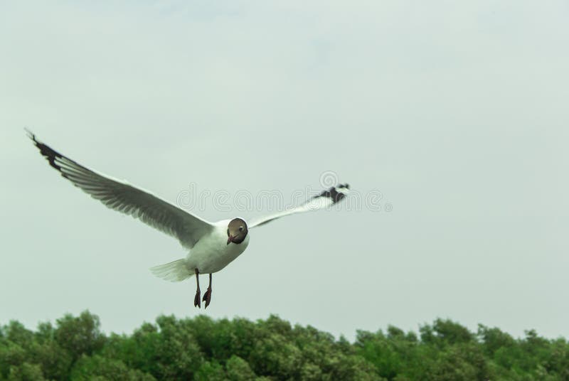 Seagull Flying High on the Wind Stock Image - Image of concept ...