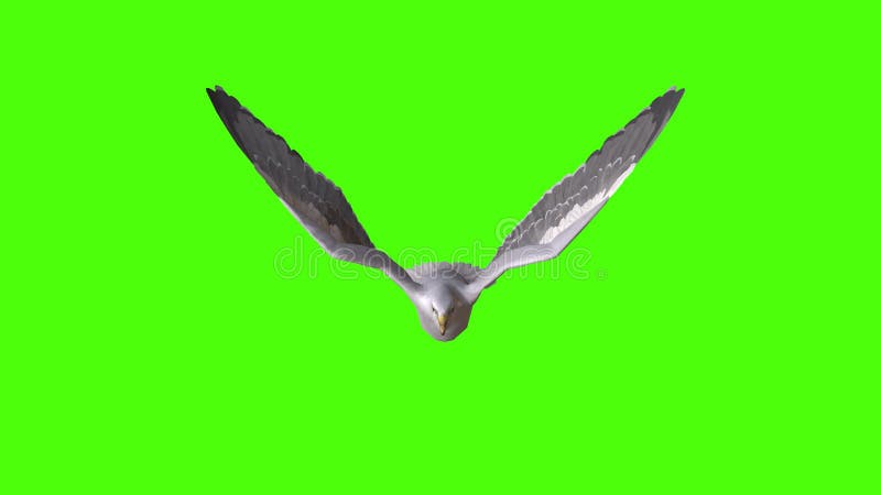 3D Front View of White Eagle Flying Loop Animation on Green Screen ...