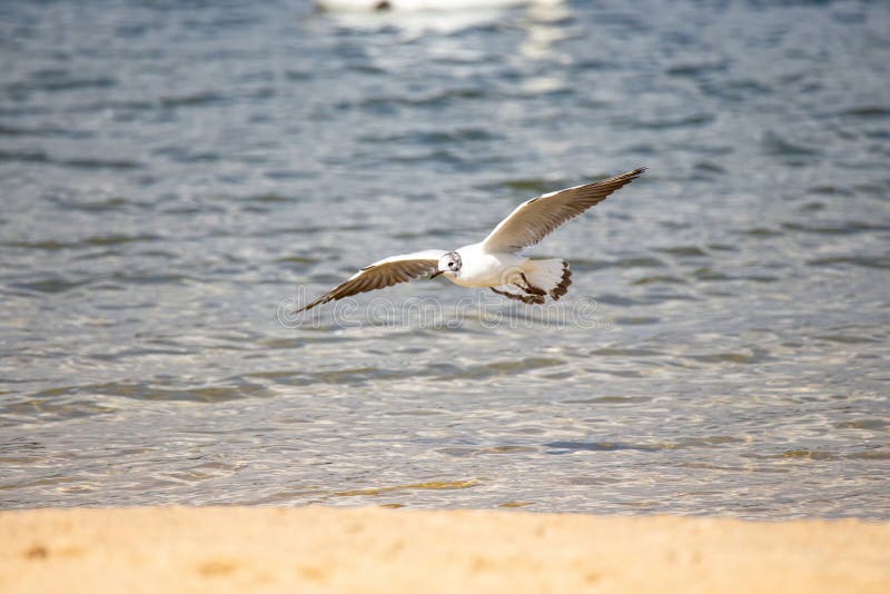 Seagull Flying Low Over the Waves and Sandy Beach Stock Photo - Image ...