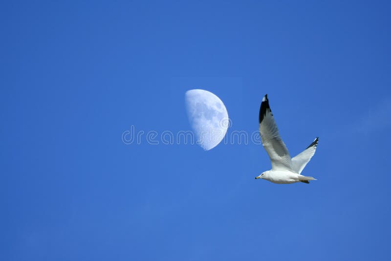 Hawk and moon stock image. Image of searching, animal - 4554819