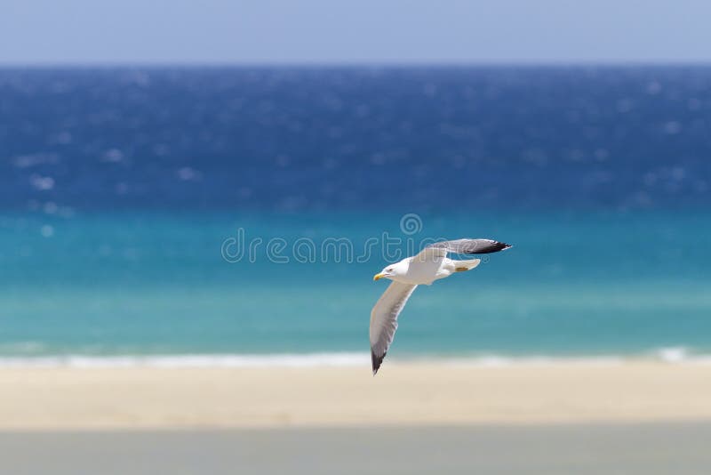 Seagull stock photo. Image of wild, animal, seagull, wildlife - 67403970