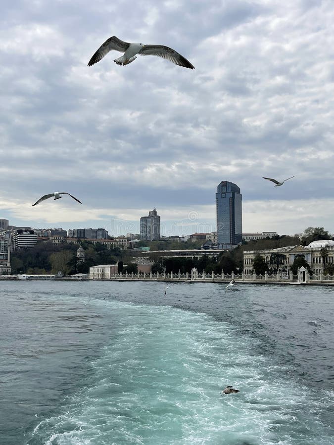 Seagull Flying Over the Bosphorus with Istanbul in the Background ...