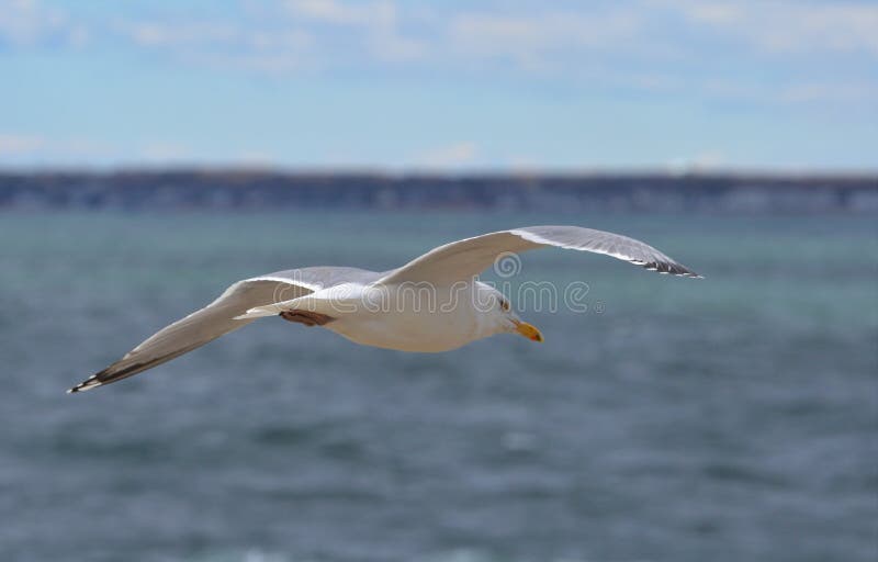 Seagull Flying Over the Ocean Beach Stock Image - Image of ocean ...