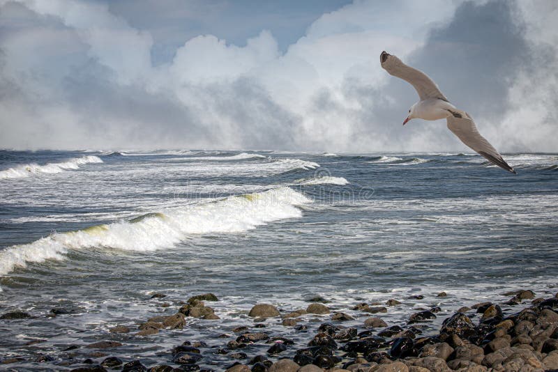 A Seagull Flying Over the Ocean Water Along the Beach Stock Photo ...