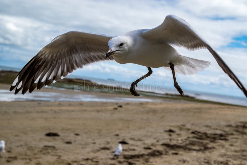 Seagull Flying Over Sandy Beach in Melbourne Australia Stock Photo ...