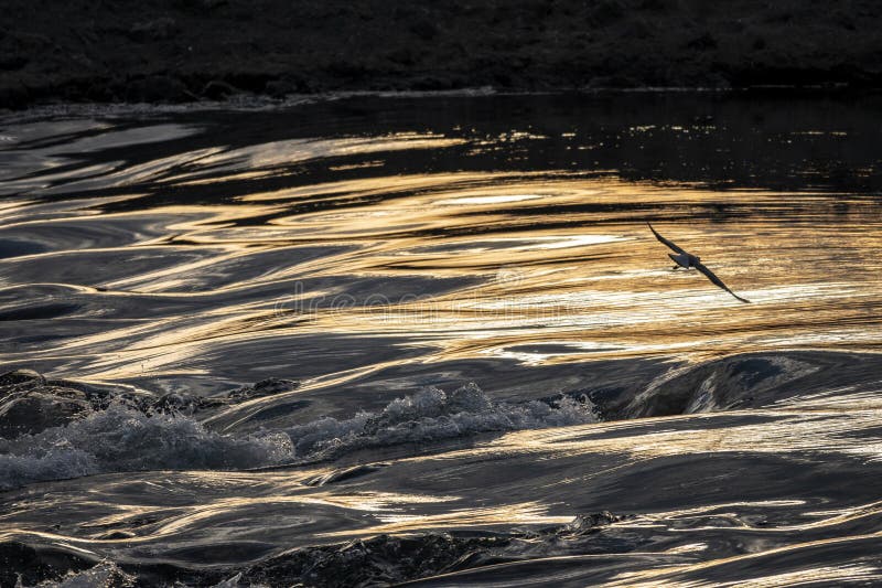 Bird Gold Liquid Flying Stock Photos - Free & Royalty-Free Stock Photos ...