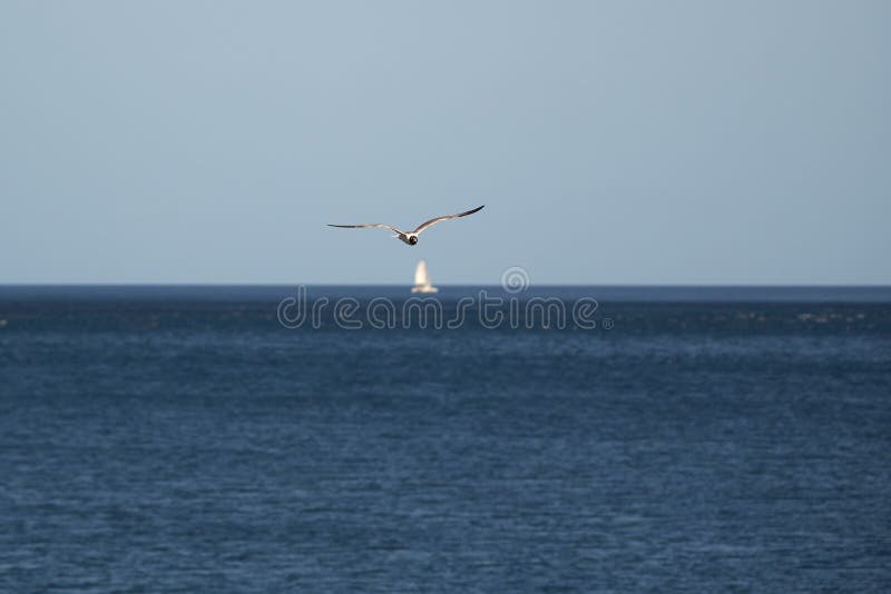 Seagull Flying Over the Sea. Stock Image - Image of seagull, flight ...