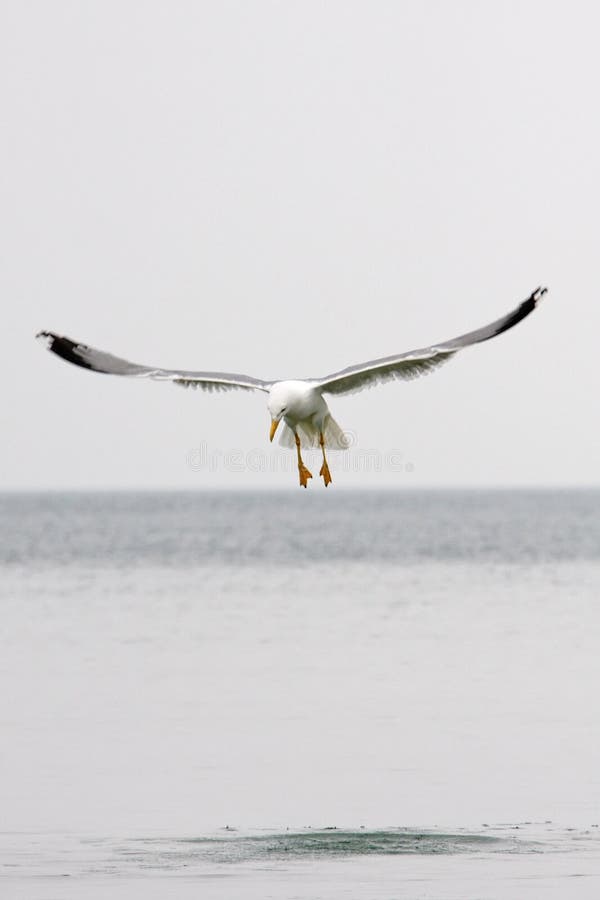 Seagull flying over sea stock photo. Image of winged, looking - 5496704