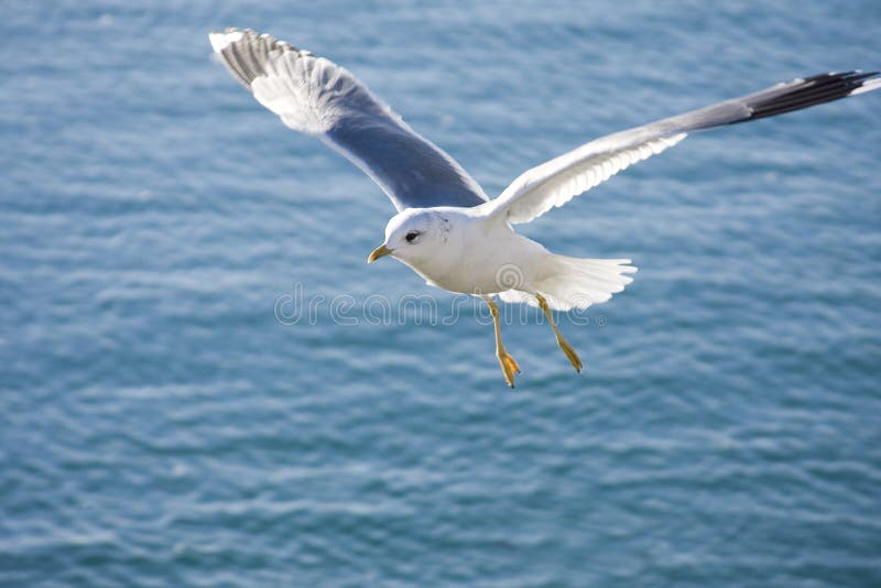 Seagull Flying Over The Sea Stock Photo - Image of white, blue: 7994380
