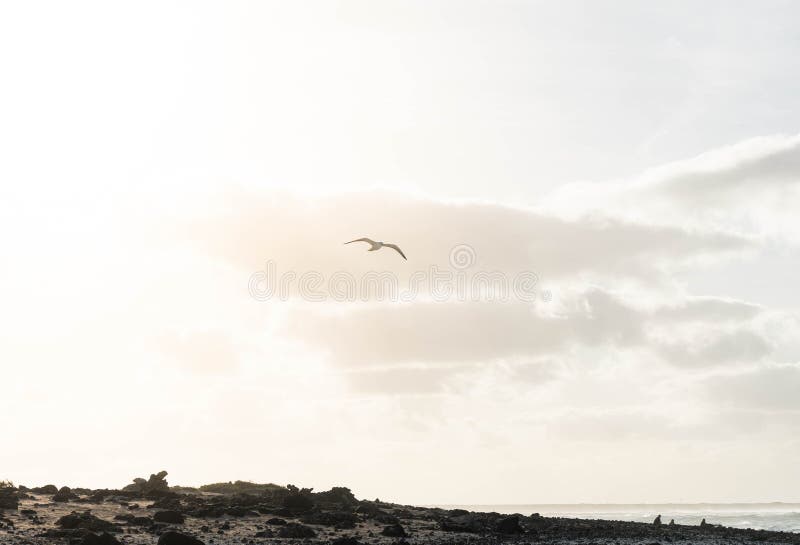 Seagull Flying Over the Sea on a Sunset Sky Stock Photo - Image of ...