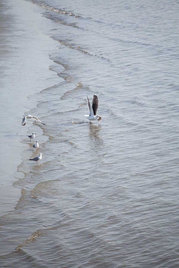 Seagull Flying Over Surf with Crab Stock Image - Image of white ...
