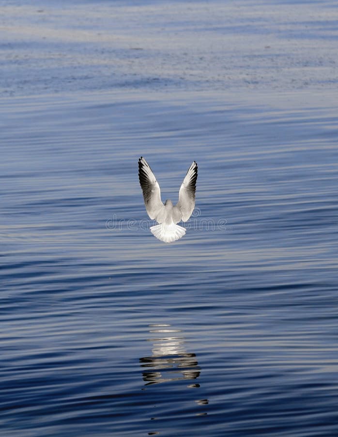 Seagull Flying Over Path at Euclid Beach Park in Cleveland Ohio Stock ...