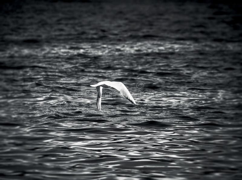Seagull flying over water, stock image. Image of wildlife - 245188631