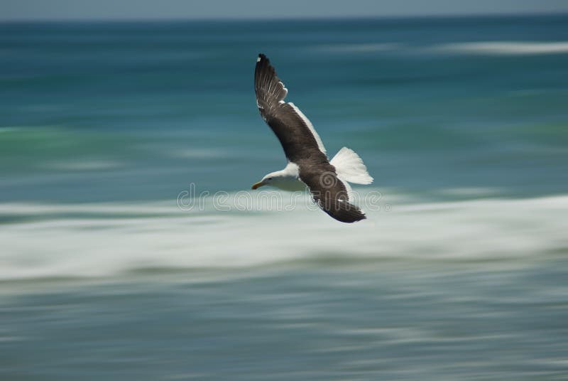 Seagull flying over waves stock image. Image of beach - 11165147