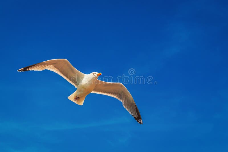Seagull Flying Overhead Against a Blue Sky Stock Photo - Image of ...