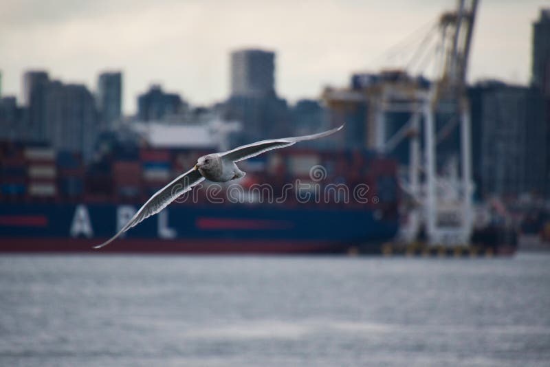 A Seagull Flying in the Port View. Stock Photo - Image of reflection ...