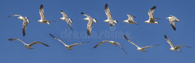 Seagull flying sequence stock photo. Image of gulls, group - 88035916