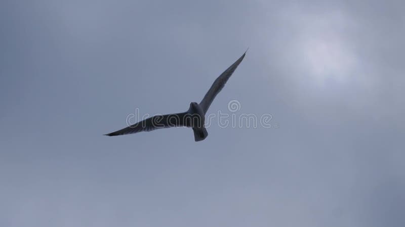Seagull is Flying in the Sky Above a Cloudy Blue Sky. the Bird is ...
