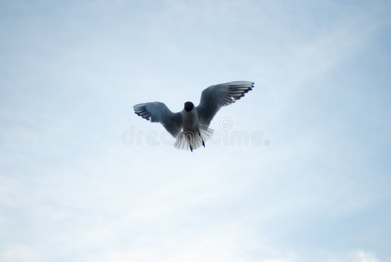 119 Seagal Bird Photos - Free & Royalty-Free Stock Photos from Dreamstime