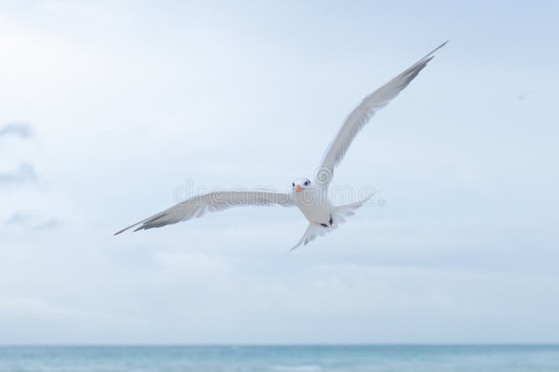 Seagull flying on the sky stock image. Image of action - 305341491