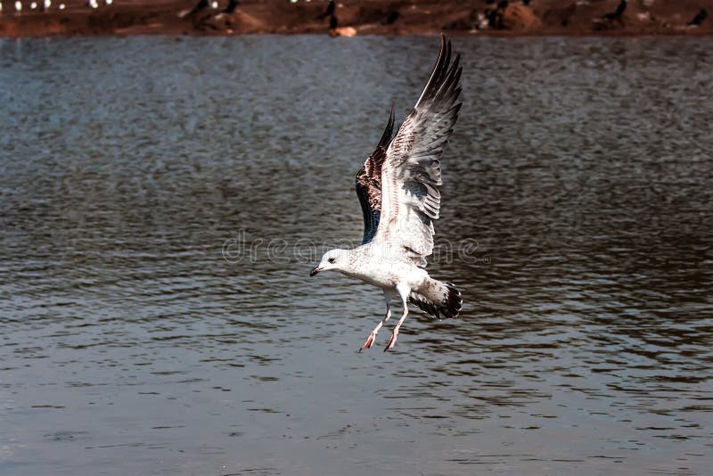Seagull stock image. Image of close, biology, soaring - 31608169