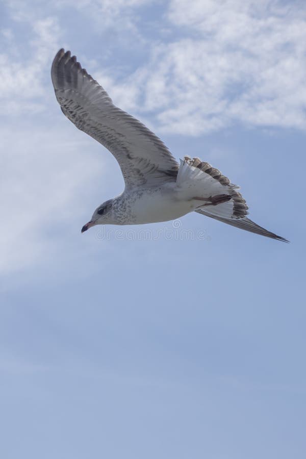 Seagull in flight stock image. Image of sunny, animal - 344550333
