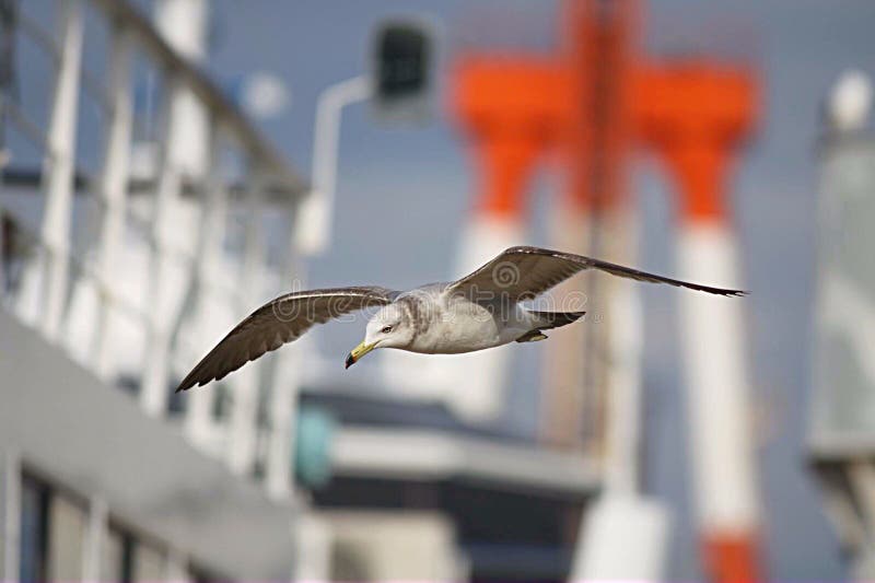 Seagull stock image. Image of japan, sendai, birds, seagull - 53246873