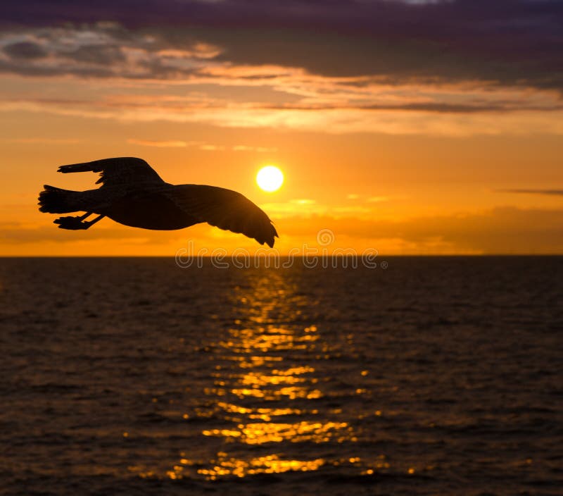 Seagull Flying in To a Orange Sunset Stock Image - Image of orange ...
