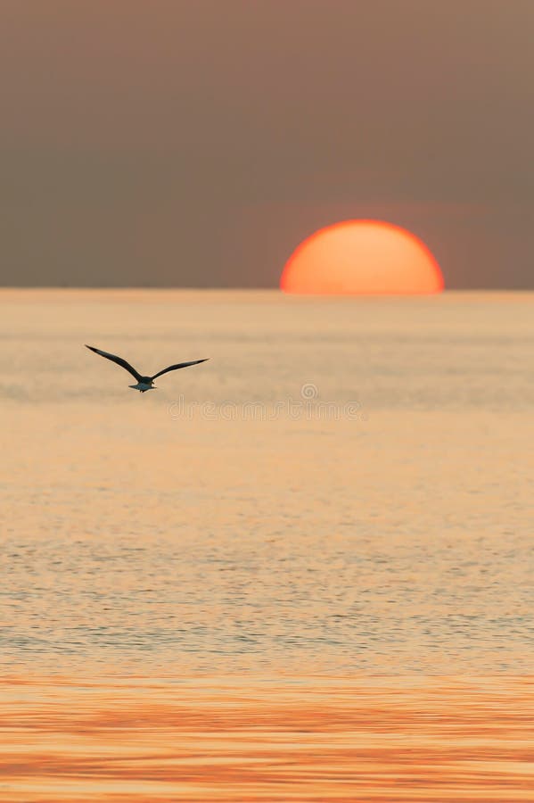 A Seagull Flying Towards the Sun Stock Photo - Image of loneliness ...
