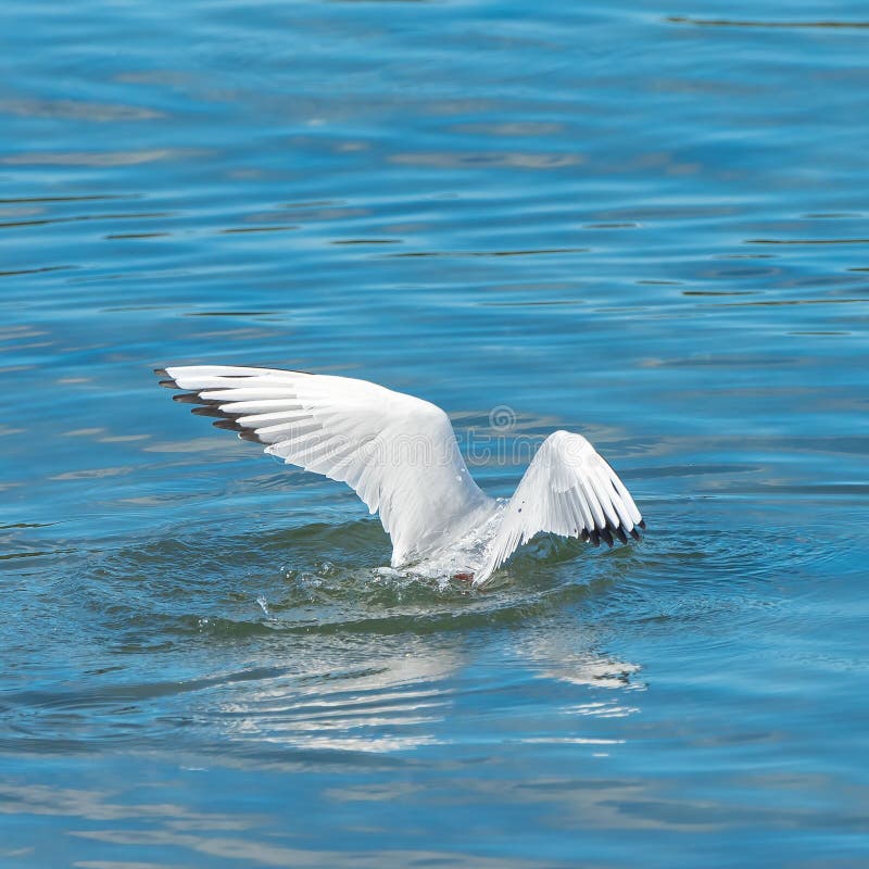 A Seagull Flying Under the Sea Stock Image - Image of fast, blackheaded ...