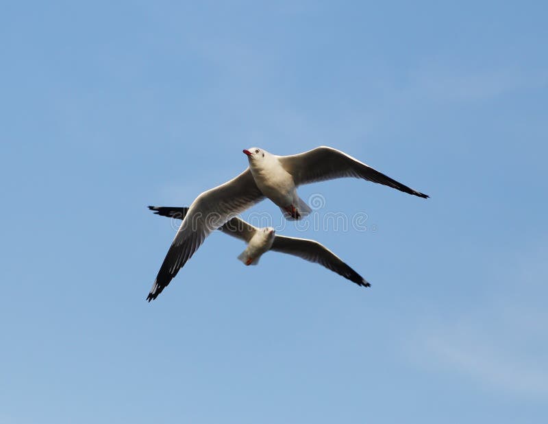 Seagull Flying Under the Sky Stock Image - Image of seabird, wildlife ...
