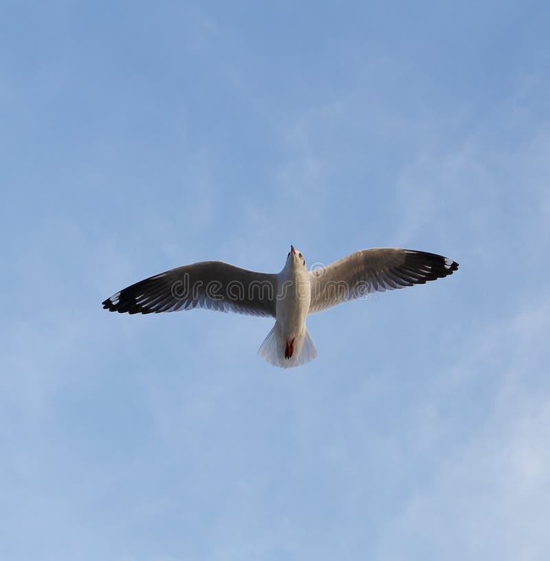Seagull Flying Under the Sky Stock Photo - Image of high, seagull: 47777542