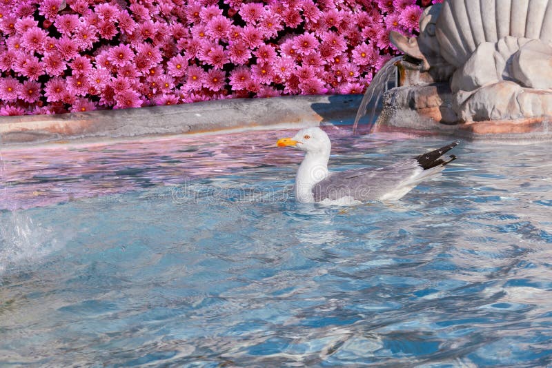 Seagull in fountain stock image. Image of piazza, fountain - 55118047