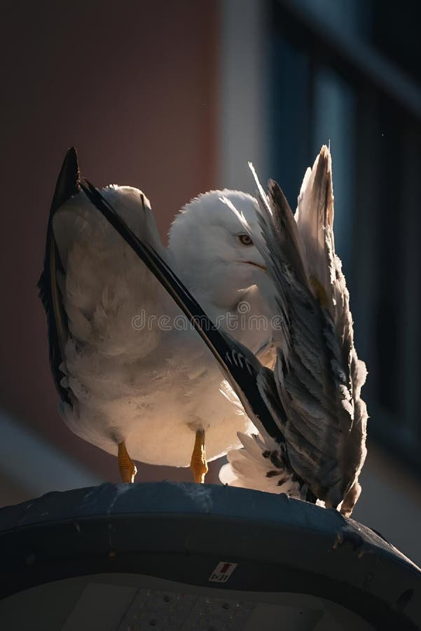 Seagull in Frejus, France stock image. Image of france - 323609667