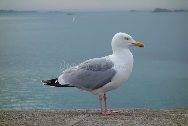 French fry and Seagull stock photo. Image of bird, gliding - 13902344