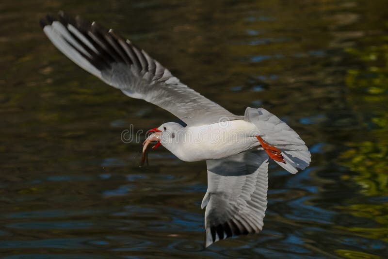 Seagull with fresh fish stock photo. Image of saegull - 29242454