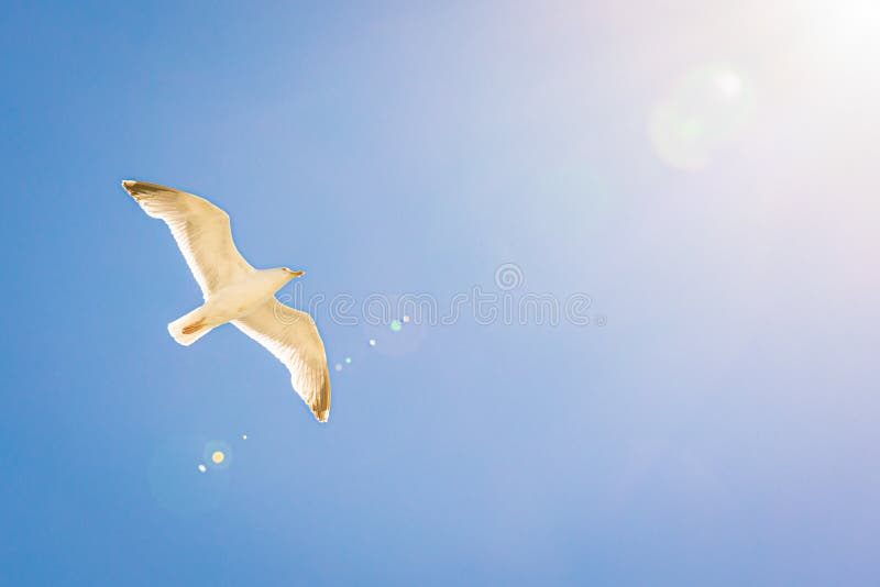 Seagull in Front of a Blue Sky and Sun Stock Image - Image of seagull ...