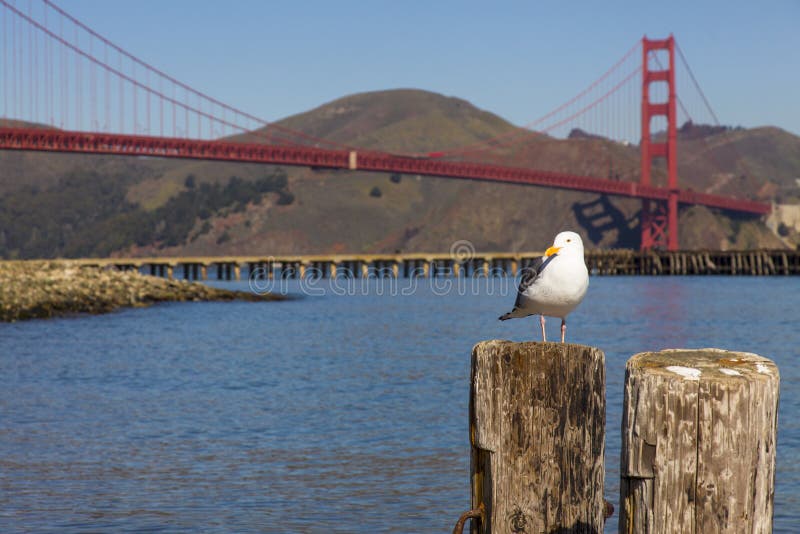 Seagull in Front of the Golden Gate Bridge Stock Photo - Image of ...