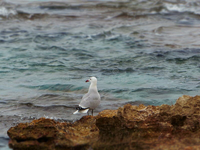 Sitting seagull stock image. Image of rock, seagull - 117455027