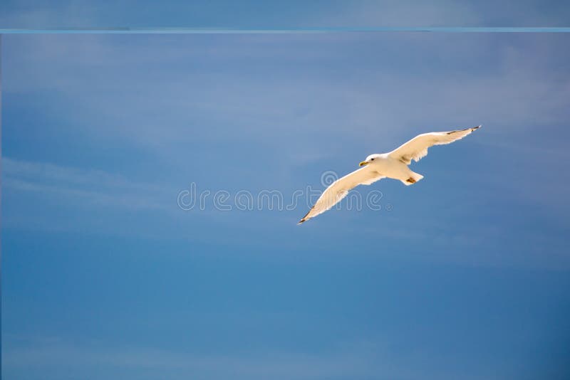 Seagull front of sky stock photo. Image of high, leader - 48198488