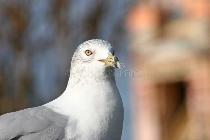 Seagull stock image. Image of looking, seagull, animal - 52663273