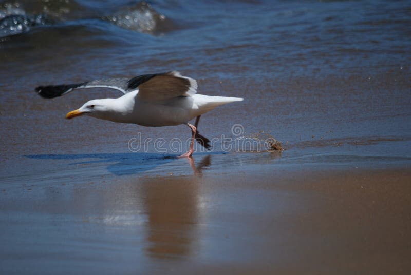 Seagull Getting Ready To Fly Stock Photo - Image of walking, ready ...
