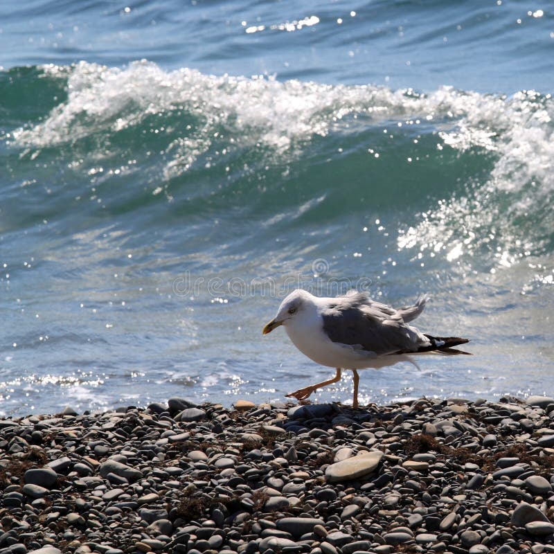 Seagull stock image. Image of wings, surf, beach, water - 31315123