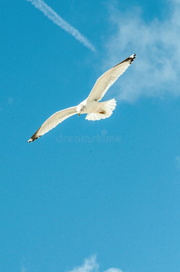 Seagull, Gliding on Strong Wind Against Blue Sky Stock Image - Image of ...